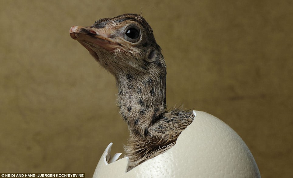 Amazing photos of animals hatching from their eggs - Alltop Viral